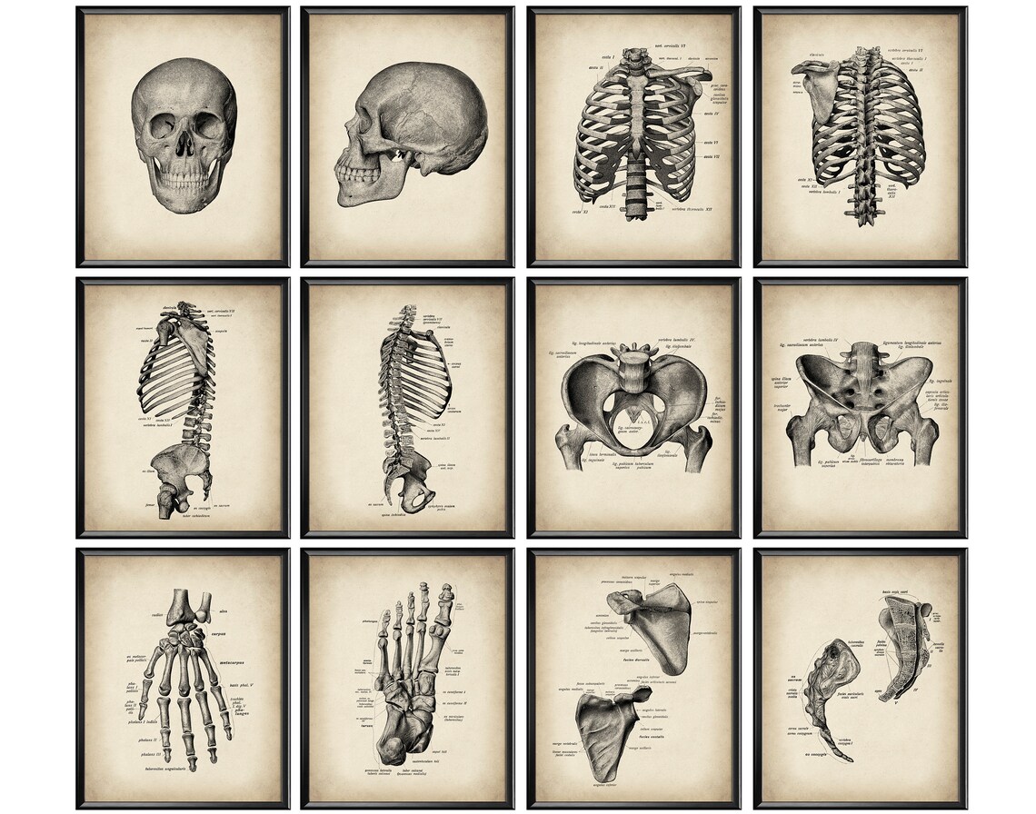 12 Vintage Human Skeleton Anatomy Posters Osteology Art - Etsy