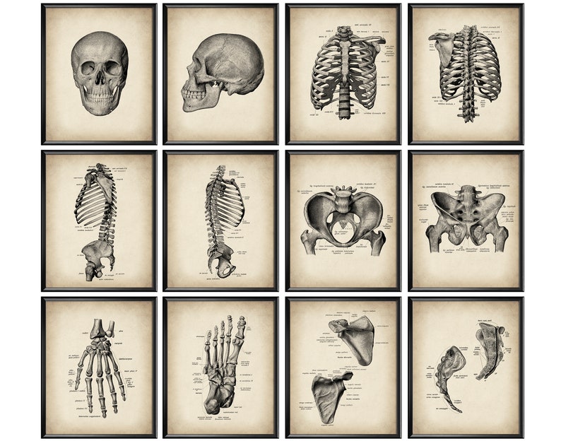 12 Vintage Human Skeleton Anatomy Posters Osteology Art - Etsy