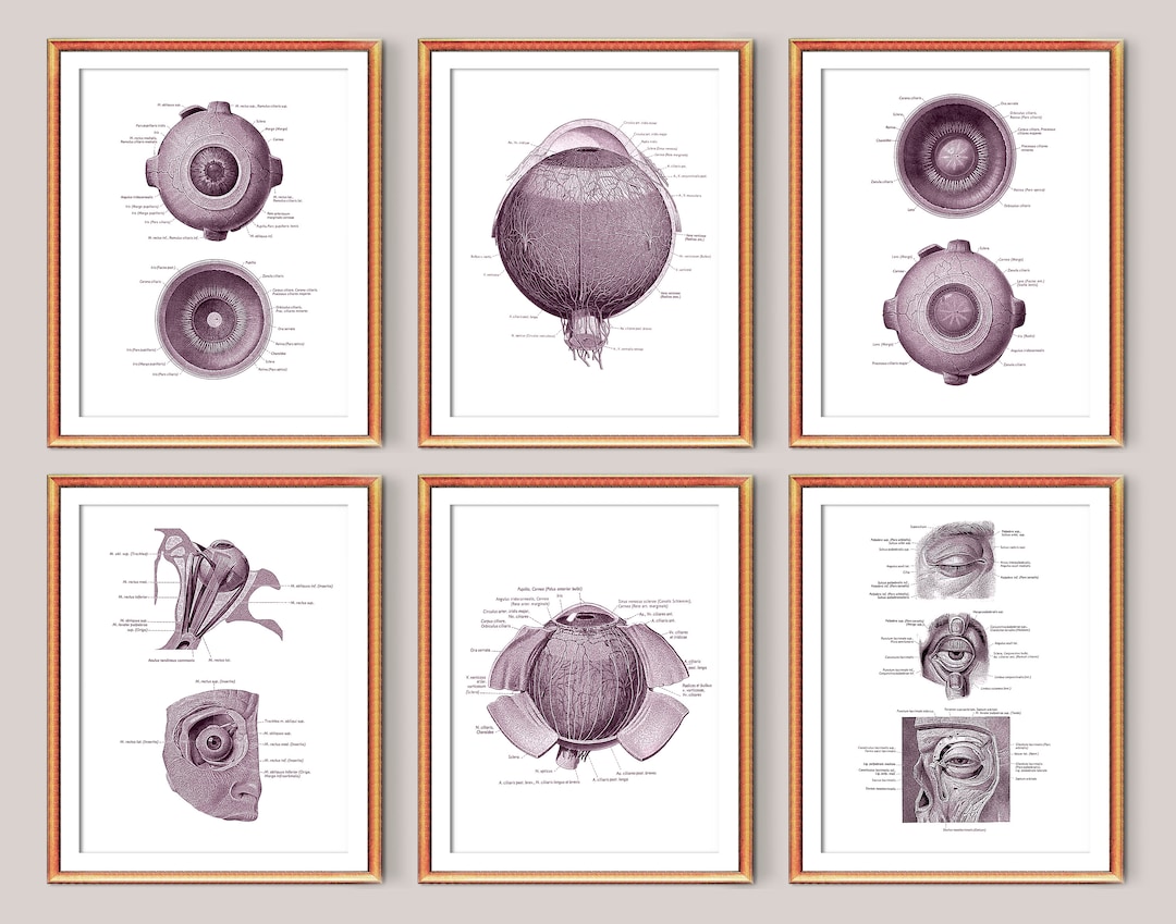 6 Ophthalmic Art Eye Anatomy Posters Human Eye Structure Ophthalmology ...