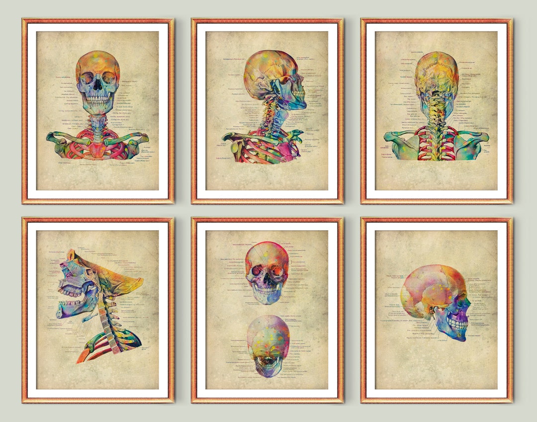 6 Skeleton Anatomy Art Posters Head and Neck Bones Posters Watercolor ...
