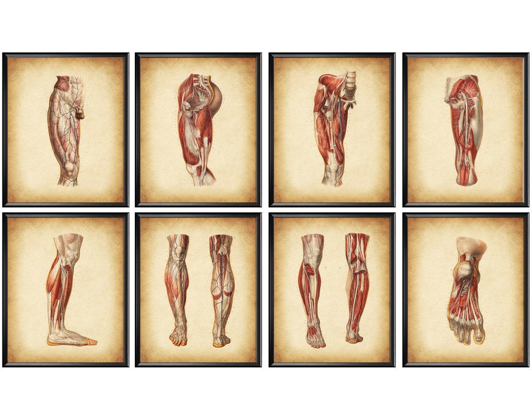 8 Leg Muscle Anatomy Art Vintage Medical Poster Antique Surgery Art ...