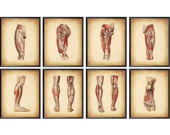 Muscles Lower Limb Poster - Etsy UK