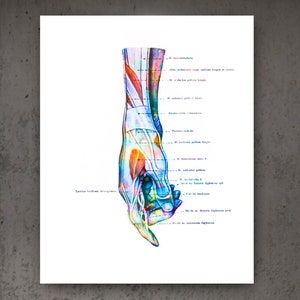 Hand Anatomy Print Set of 6 Wrist Muscles and Ligaments Print ...