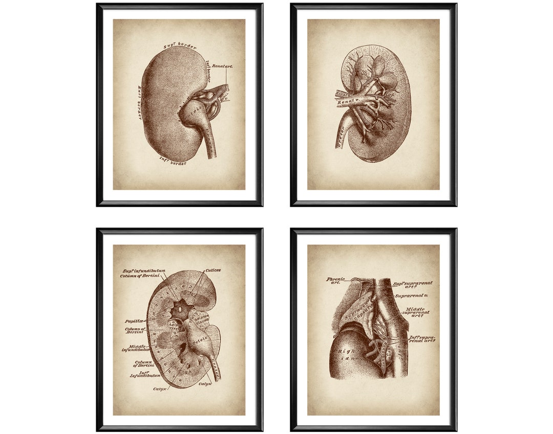 4 Vintage Human Kidney Diagram Anatomy Art Nephrology Art Physiology ...