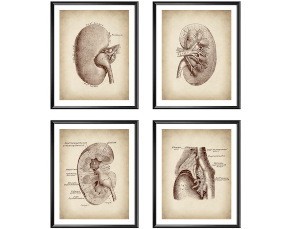 4 Vintage Human Kidney Diagram Anatomy Art Nephrology Art - Etsy