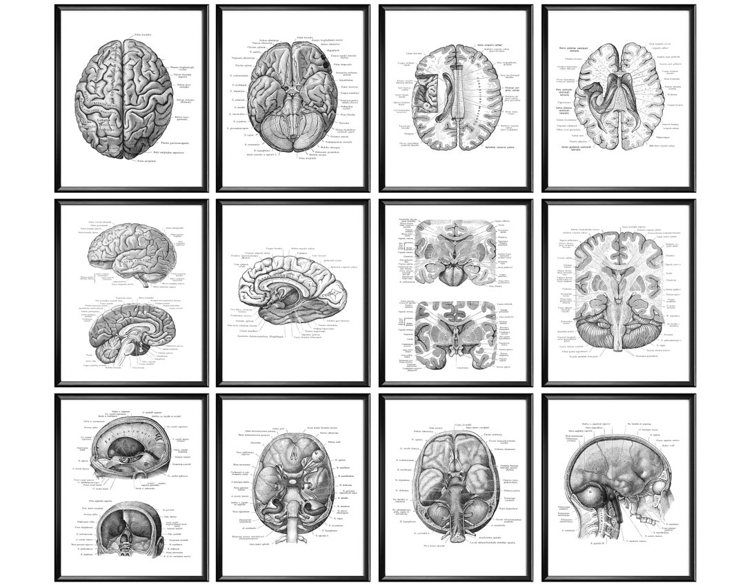12 Human Brain Medical Posters Neurology Art Doctor Office Gift ...