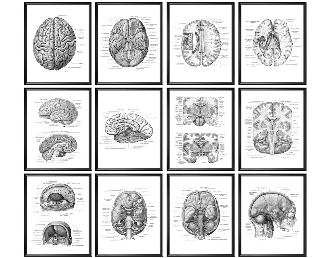 12 Human Brain Medical Posters Neurology Art Doctor Office Gift ...