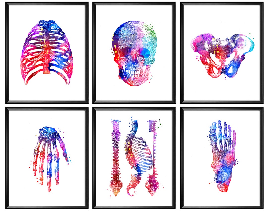 6 Watercolor Skeleton Anatomy Art Skeletal System Painting Human Skull ...