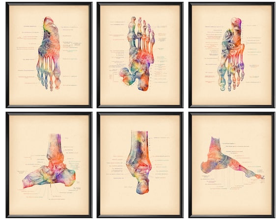 Vintage Foot Bones Anatomy Poster Set of 6 Podiatry Art - Etsy