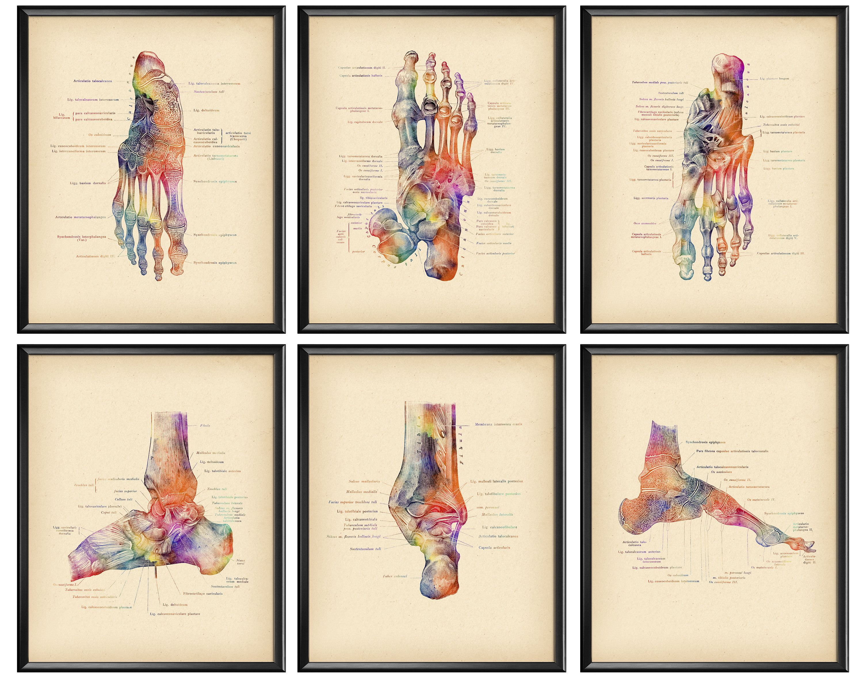 Vintage Foot Bones Anatomy Poster Set of 6 Podiatry Art Medical Artwork ...