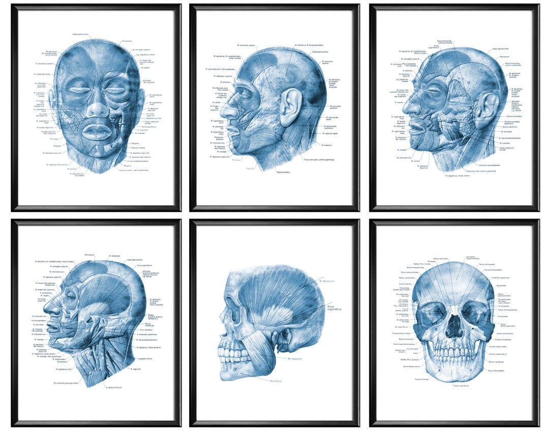 Face Anatomy Poster Set 6 Medical Art Facial Muscles Poster Face ...