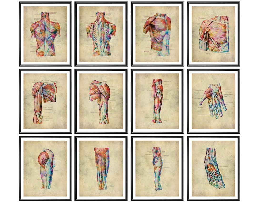 12 Human Muscular System Vintage Anatomical Posters Muscles Structure ...