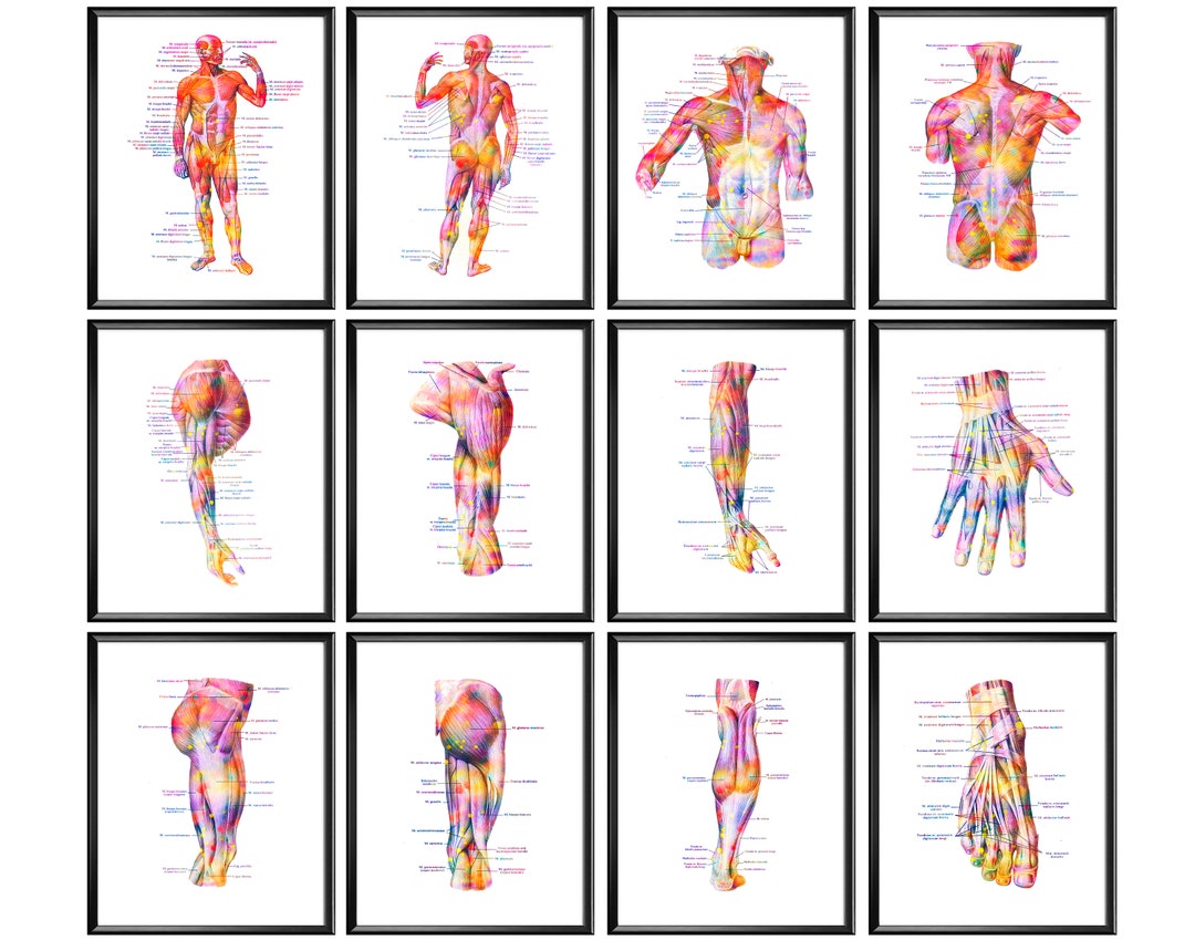 12 Massage Clinic Decor, Muscular System Anatomy Poster, Muscle Diagram ...