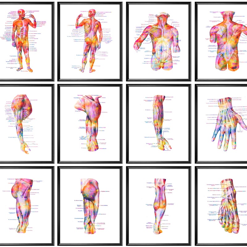 Female Anatomical Posters - Etsy