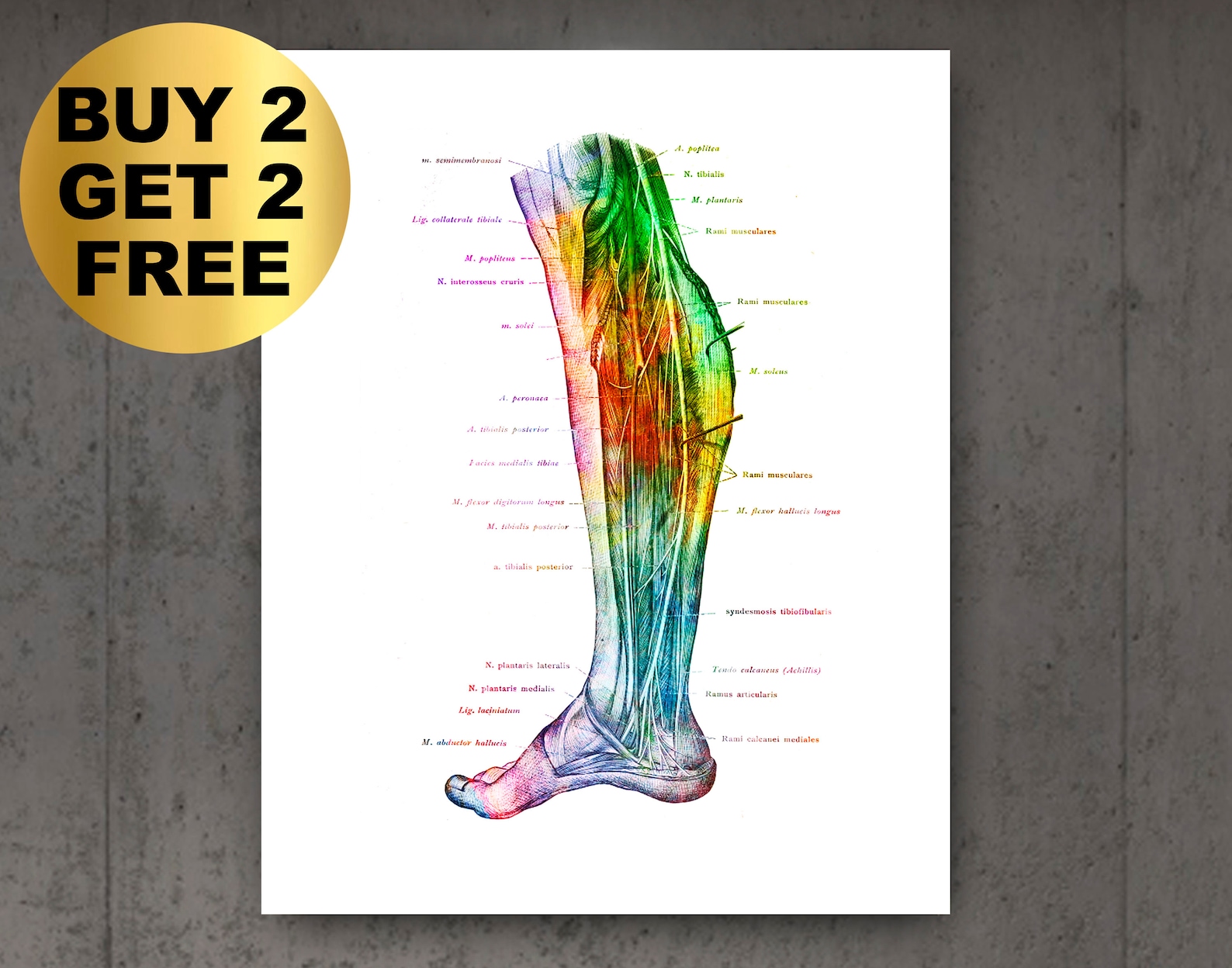 Leg Anatomy Art Orthopedic Surgeon Gift Watercolor Foot | Etsy