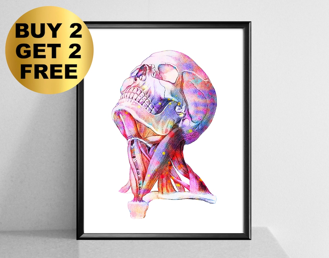 Human Skull Art Neck Muscles Print Anatomy Poster Medical Decor Clinic ...