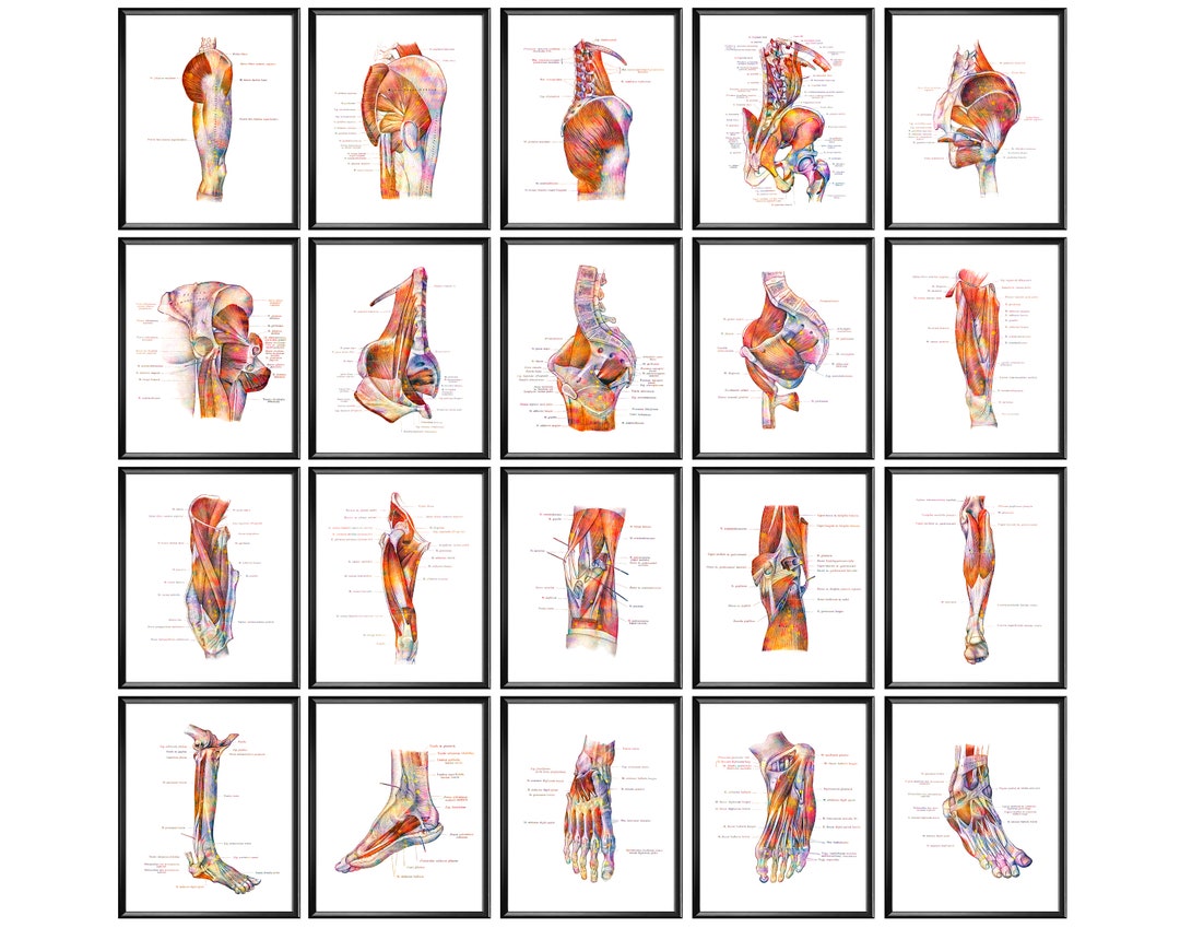 20 Foot Anatomy Posters Leg Muscles and Tendons Foot Muscular Structure ...