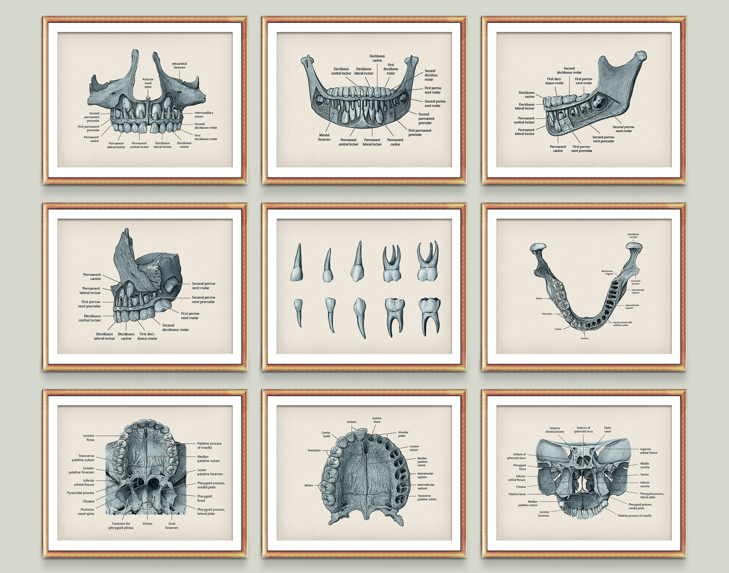 9 Vintage Dental Art Posters Dentist Gift Pediatric Dentistry Printable ...