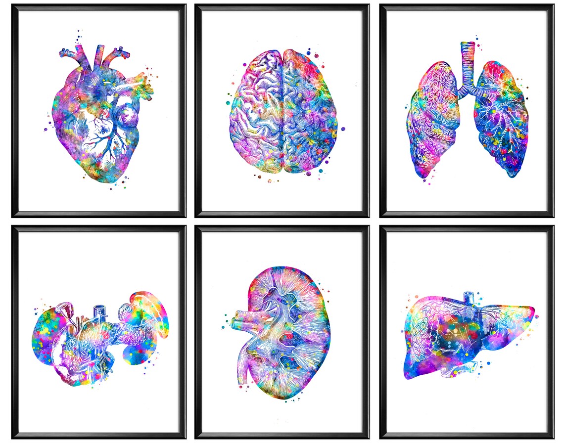 6 Watercolor Anatomy Art Anatomical Heart Lungs Pancreas - Etsy