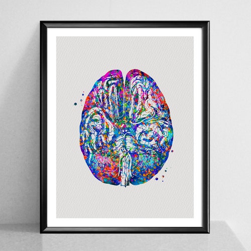 Neurology Poster Brain Anatomy Art Doctor Office Decor - Etsy