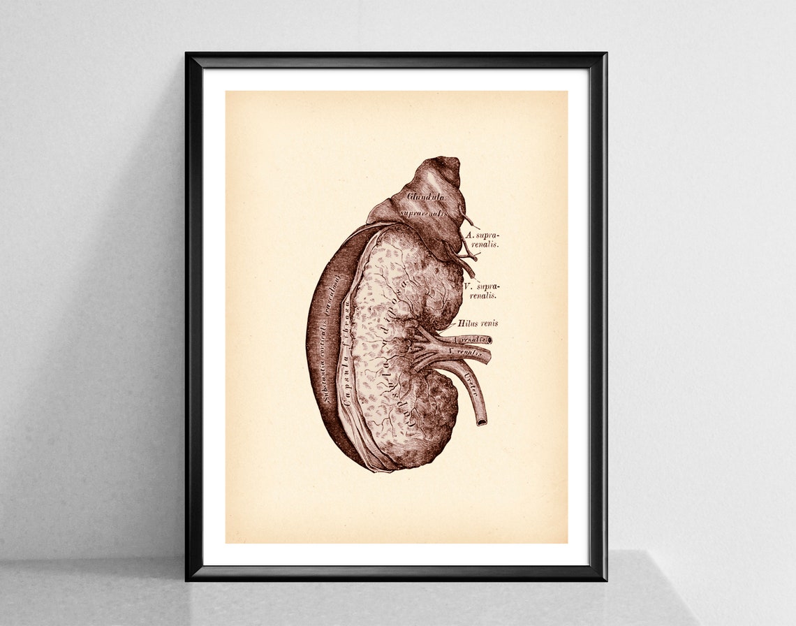 Urinary System Anatomy Print Anatomical Kidney Poster Vintage | Etsy