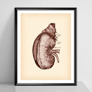 Urinary System Anatomy Print Anatomical Kidney Poster Vintage Medical ...