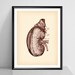 Urinary System Anatomy Print Anatomical Kidney Poster Vintage Medical ...