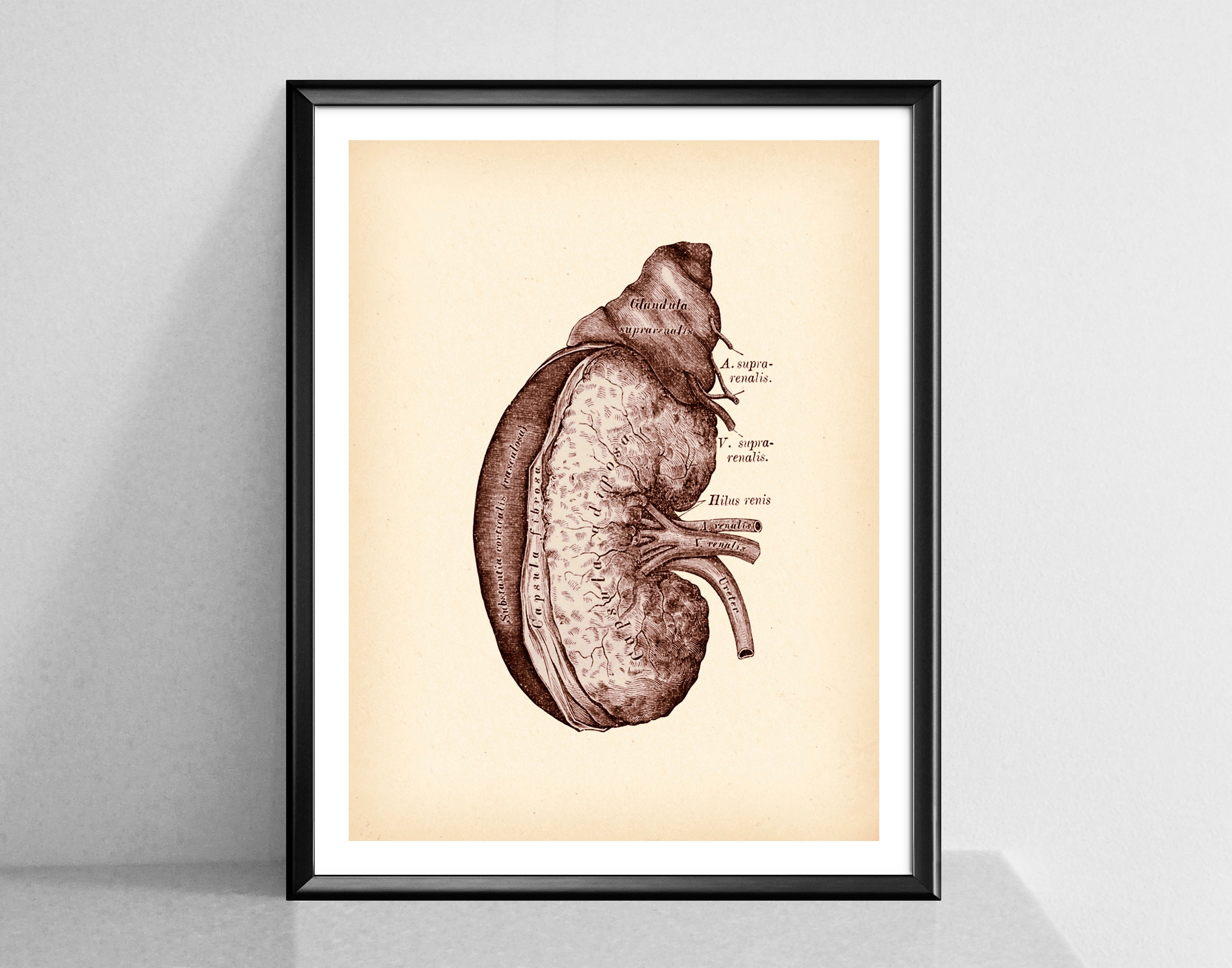 Urinary System Anatomy Print Anatomical Kidney Poster Vintage - Etsy
