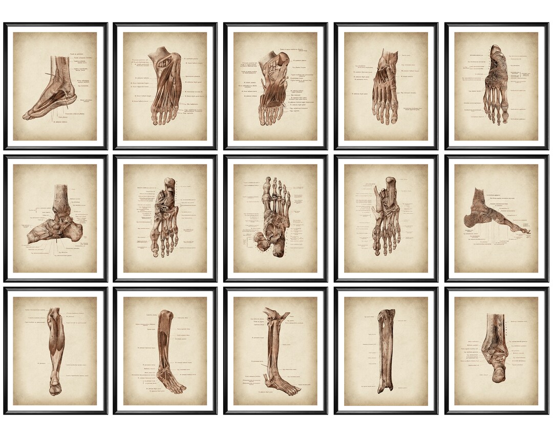 15 Vintage Foot Anatomy Posters Musculoskeletal System Art Podiatrist ...