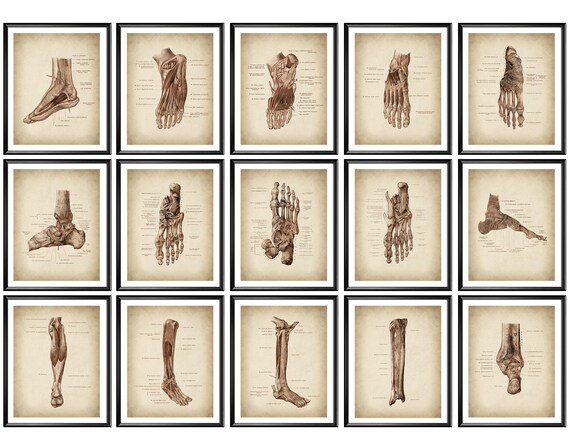 15 Vintage Foot Anatomy Posters Musculoskeletal System Art - Etsy
