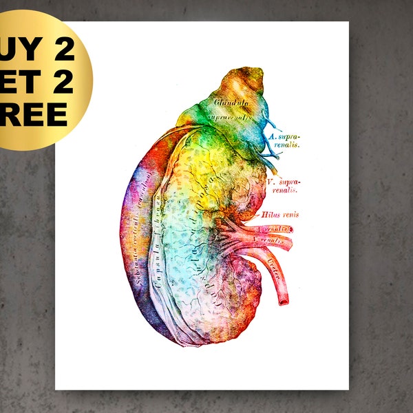 Kidney Poster - Etsy