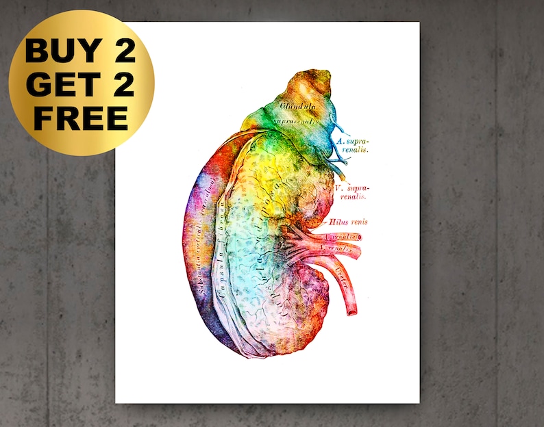 Watercolor Kidney Anatomy Art Anatomical Kidney Poster - Etsy