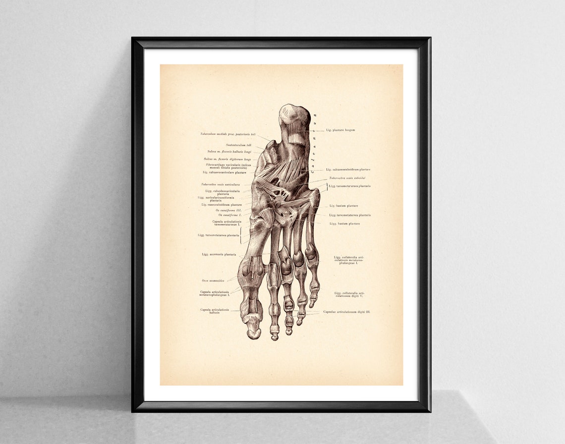 Anatomical Human Foot Posters Vintage Anatomy Art Podiatry - Etsy