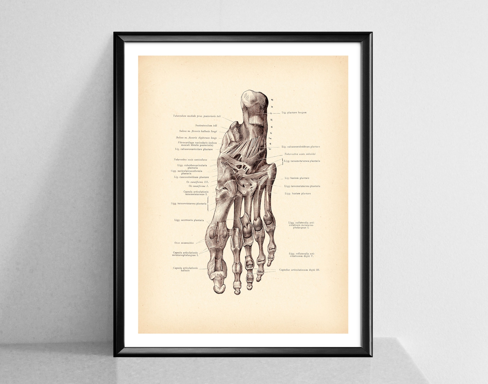 Anatomical Human Foot Posters Vintage Anatomy Art Podiatry - Etsy