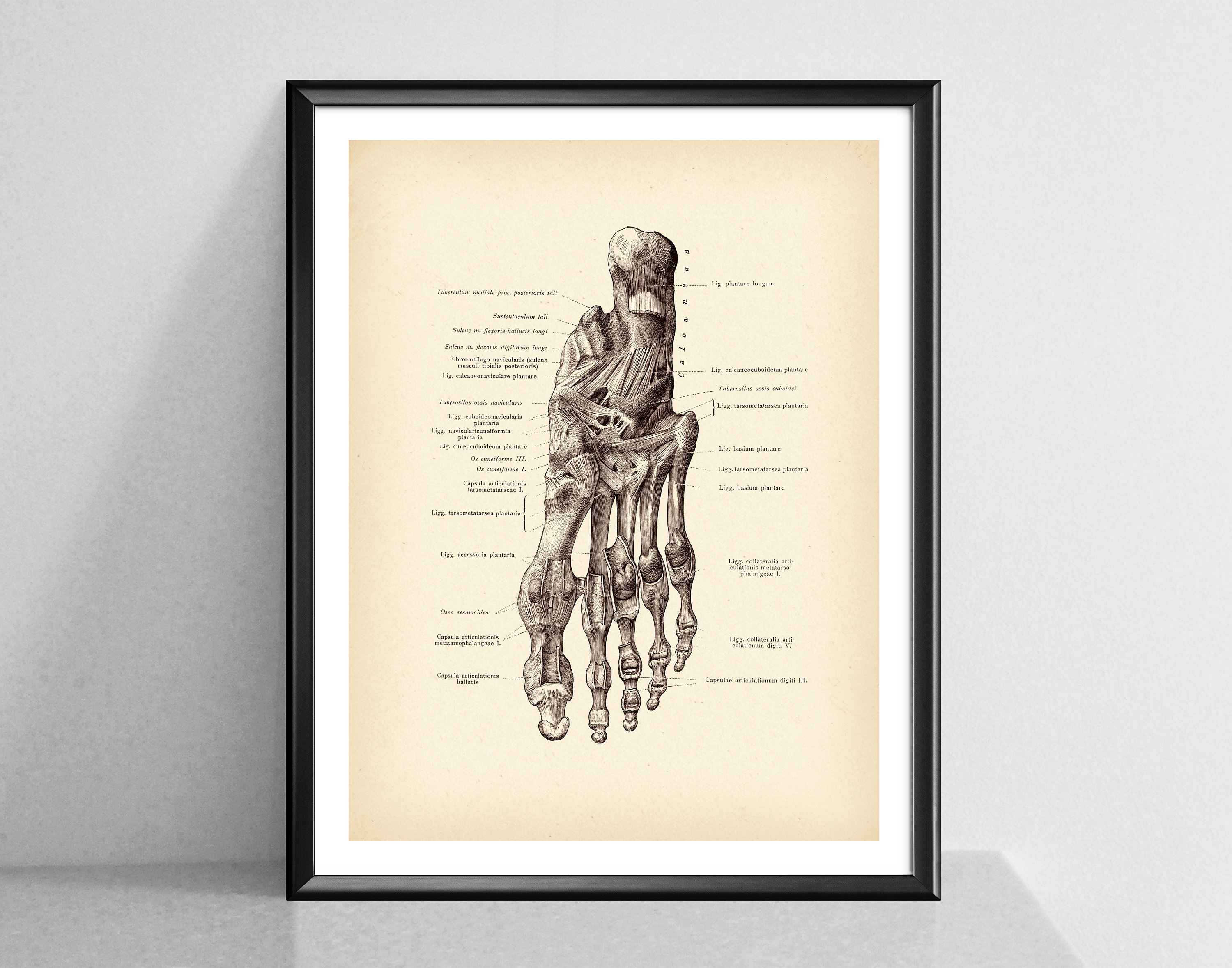 Anatomical Human Foot Posters, Vintage Anatomy Art, Podiatry Art ...