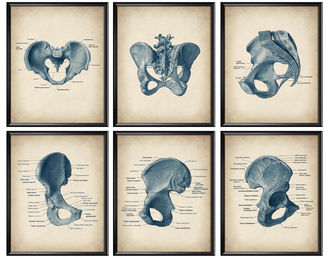 6 Vintage Pelvis Anatomy Poster Orthopedic Print Skeletal - Etsy