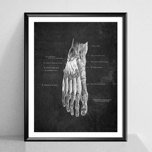 Foot Poster Bones and Muscles Anatomy Chalkboard Art Podiatry Art ...