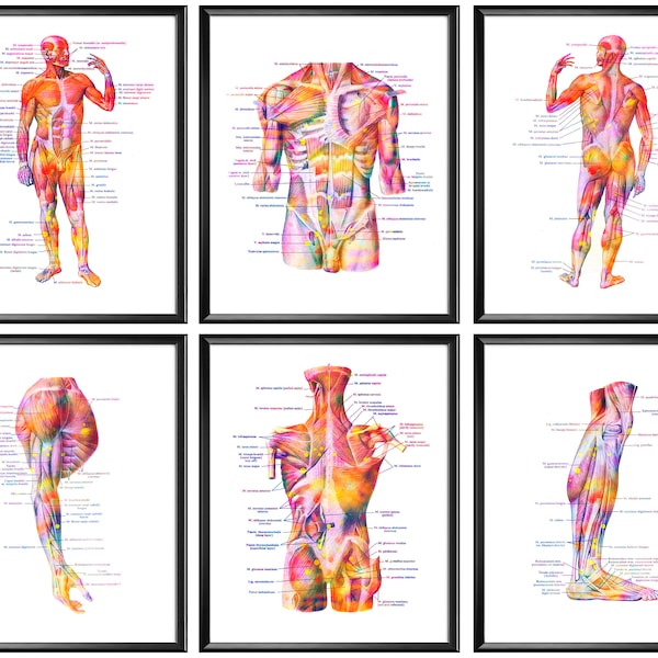 Human Body Muscle Poster - Etsy