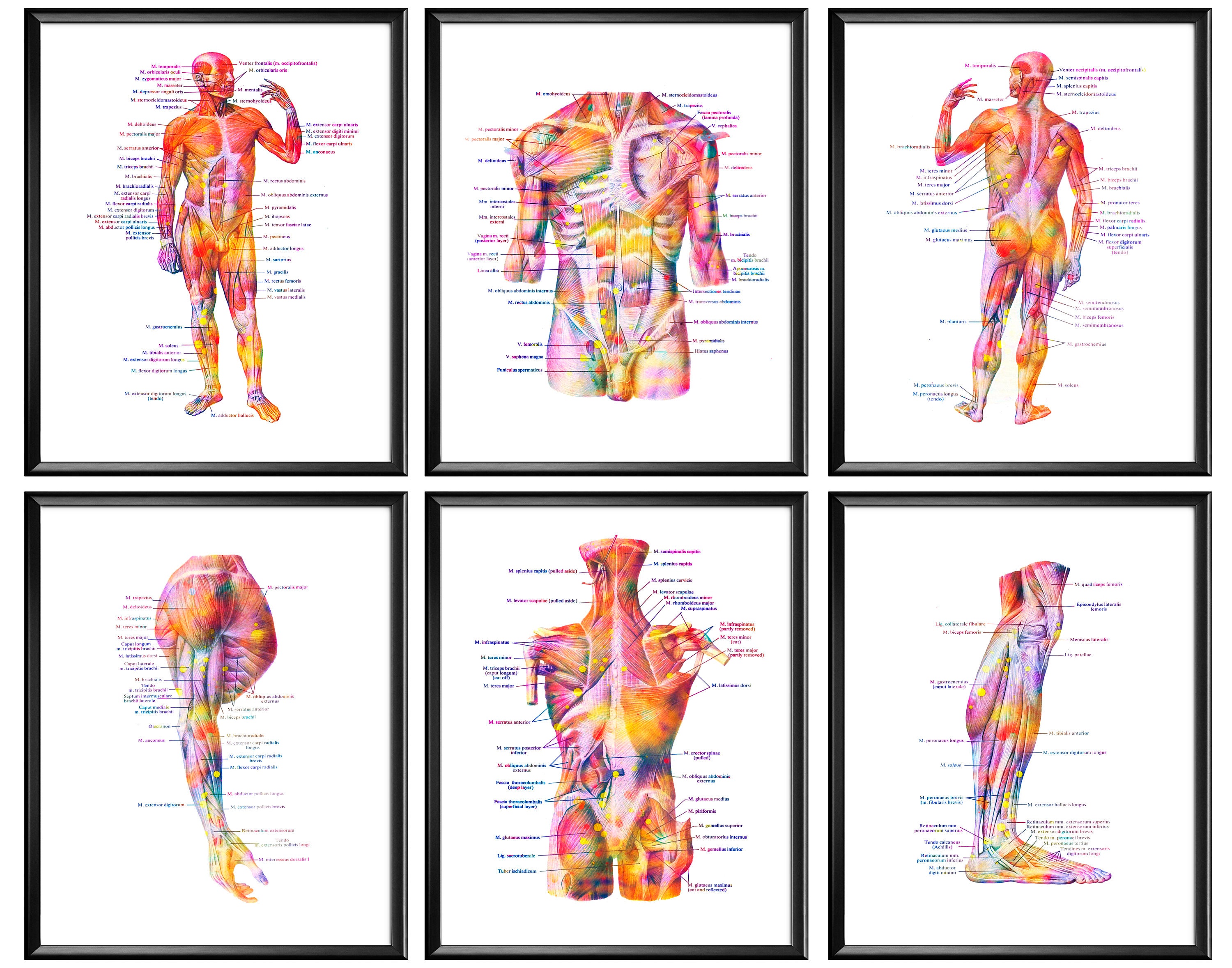 Human Anatomy Gross Anatomy Muscular System Anatomy Human - Etsy Canada