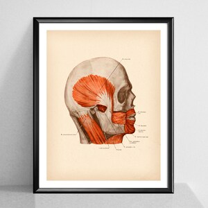 Facial Muscles Poster Anatomical Face Art Human Anatomy Art Medical ...