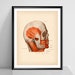 Facial Muscles Poster Anatomical Face Art Human Anatomy Art Medical ...