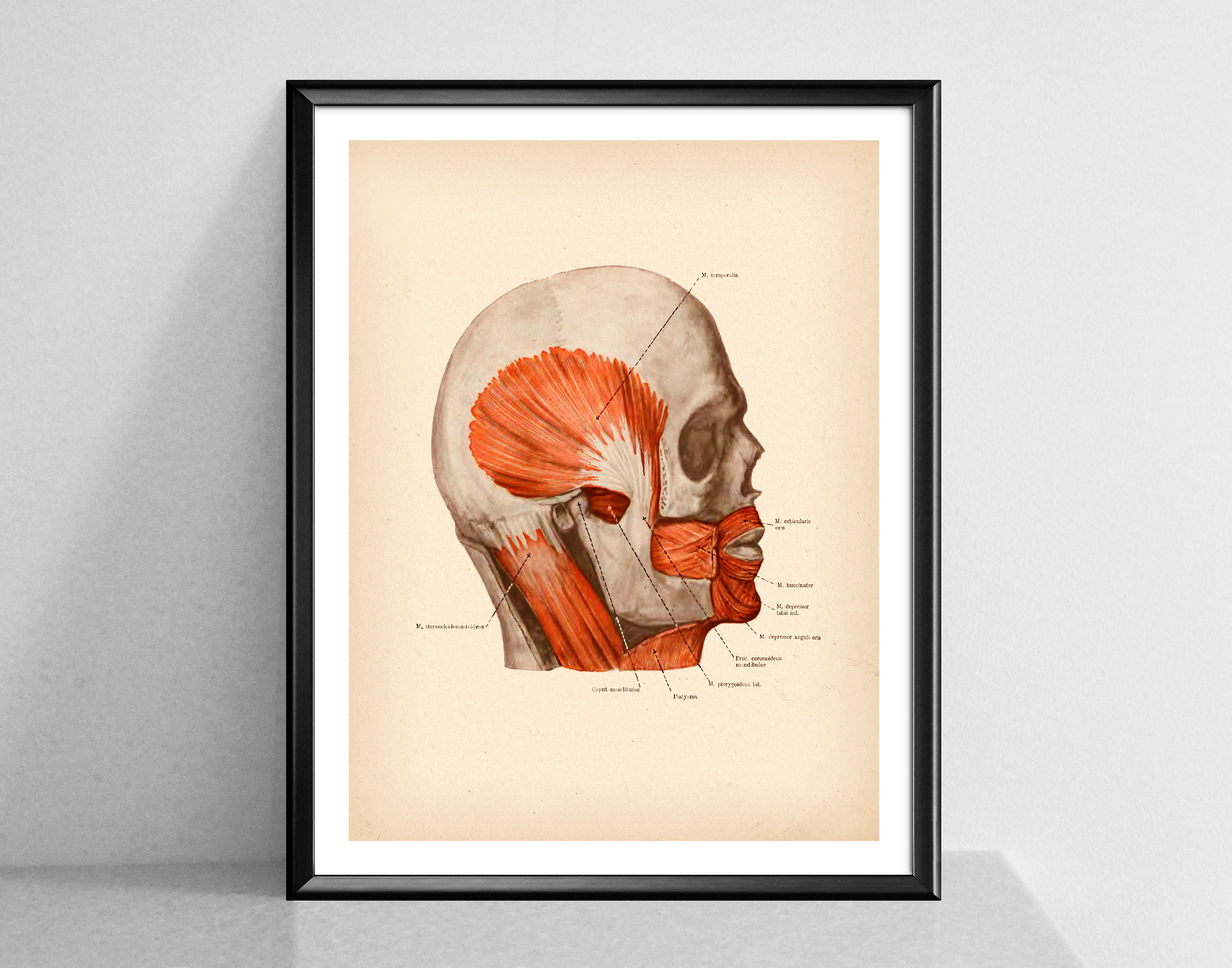 Facial Muscles Poster Anatomical Face Art Human Anatomy Art - Etsy