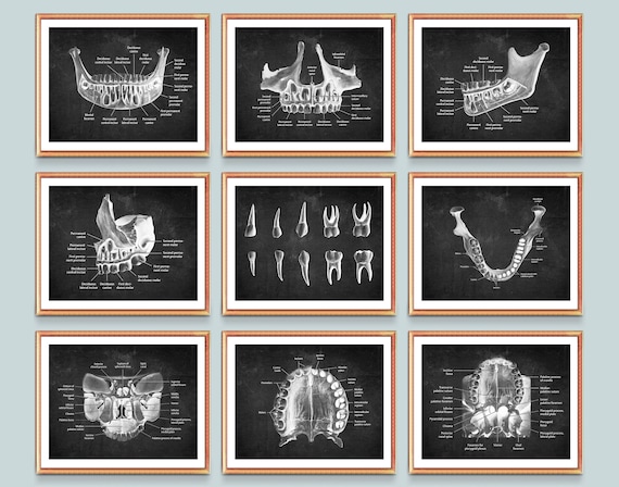 9 Dental Morphology Posters Tooth Anatomy Dentistry Art Dental - Etsy