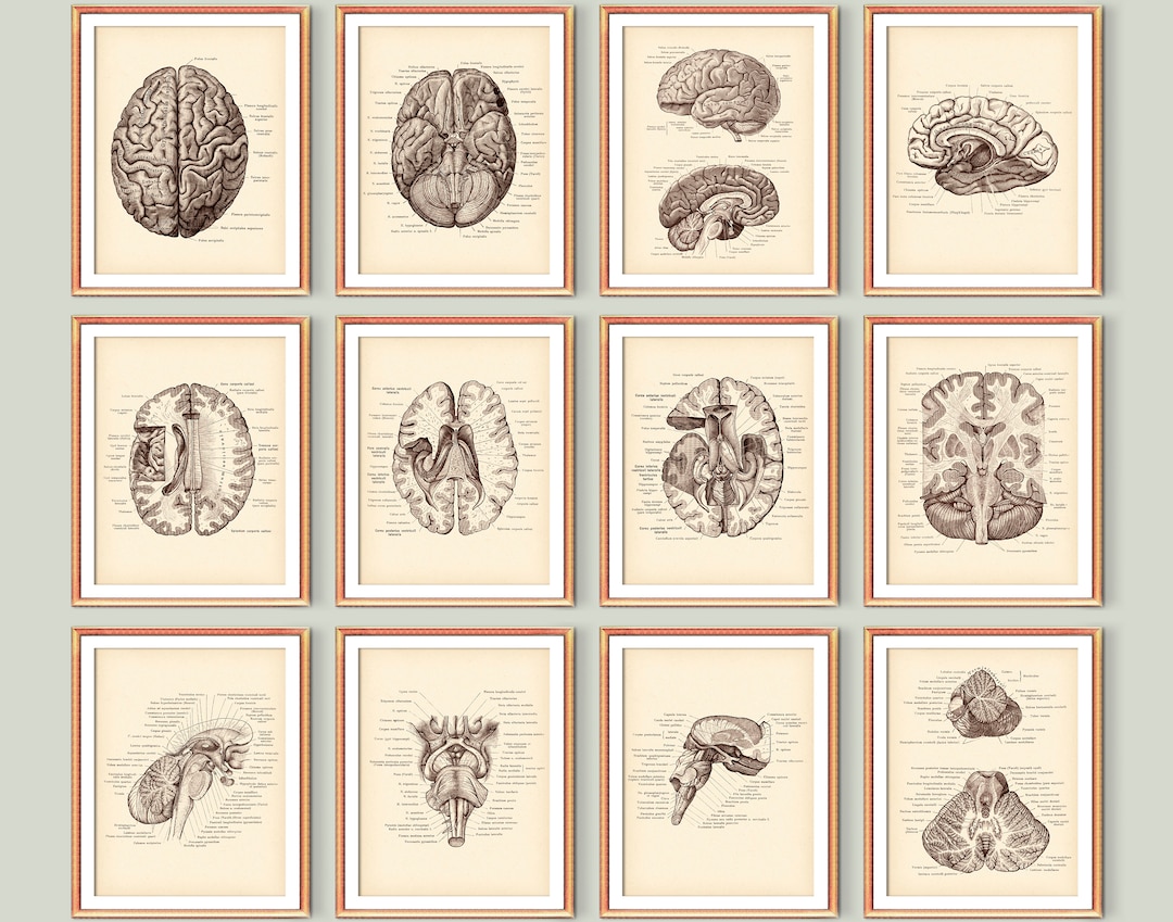 Neurology Vintage Poster Set 12 Brain Anatomy Art Brain Cross Section ...