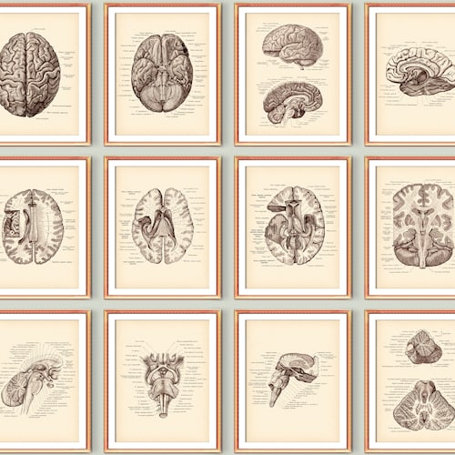 Vintage Brain Anatomy Poster Set 12 Anatomical Artwork - Etsy