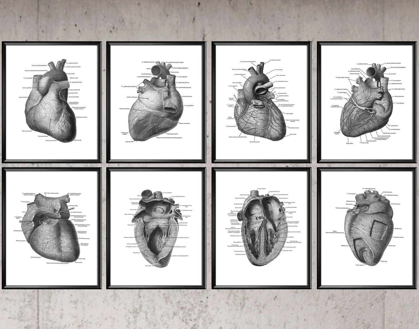 8 Anatomical Heart Structure Posters Medical Art Cardiology - Etsy