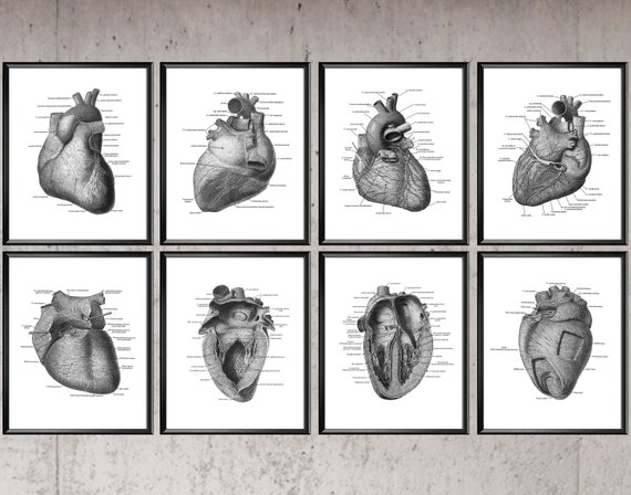 8 Anatomical Heart Structure Posters Medical Art Cardiology | Etsy