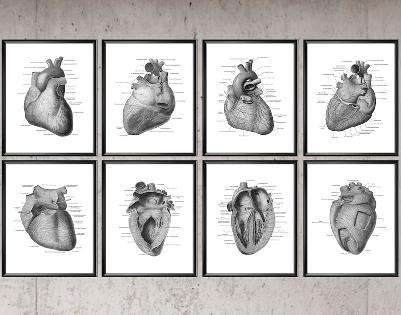 8 Anatomical Heart Structure Posters Medical Art Cardiology Art ...