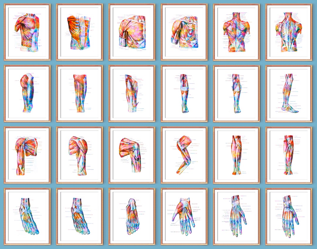 Watercolor Anatomy Art Muscular System Posters Muscles Print Anatomical ...