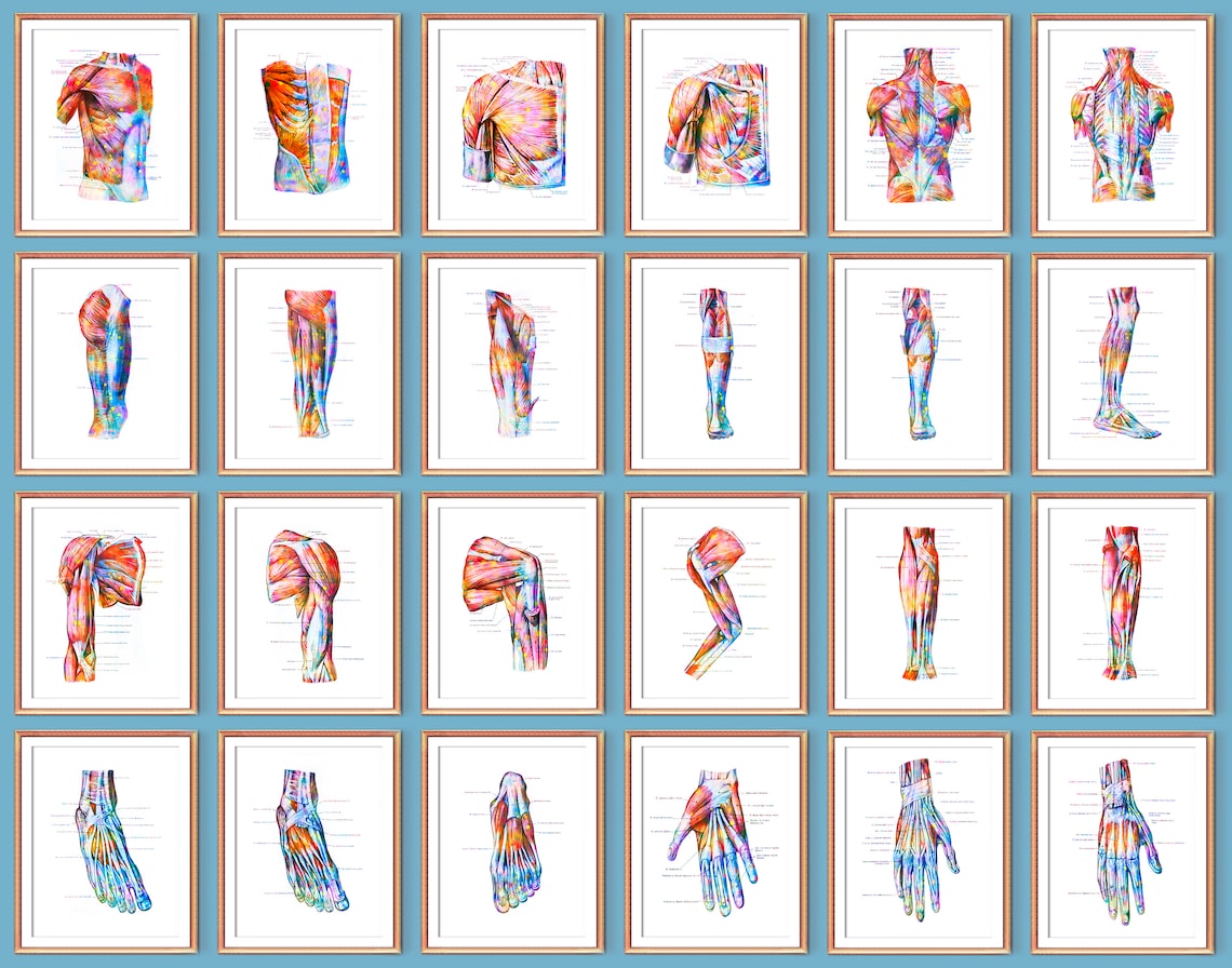 Watercolor Anatomy Art Muscular System Posters Muscles Print | Etsy Canada